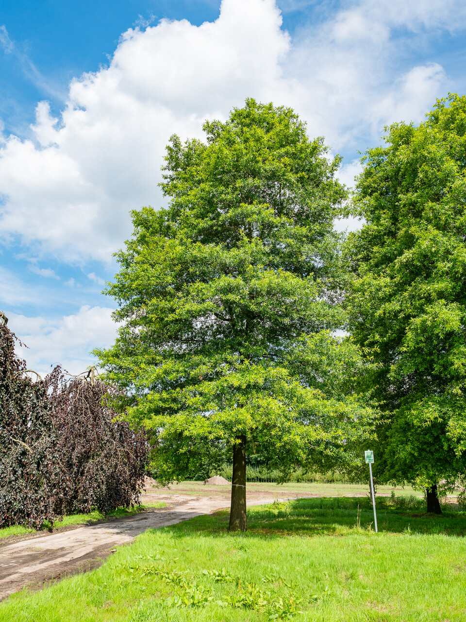 Quercus phellos | Willow oak - Van den Berk Nurseries